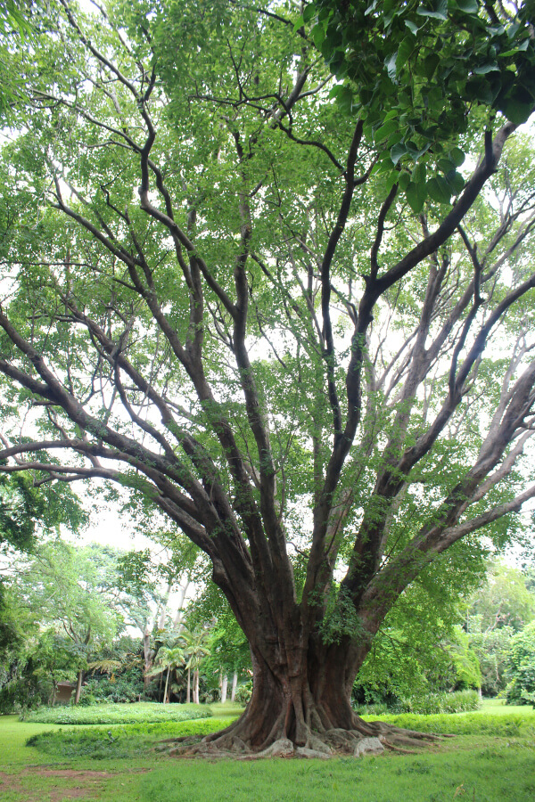 Charming Botanical Gardens Durban - Berry Sweet Life