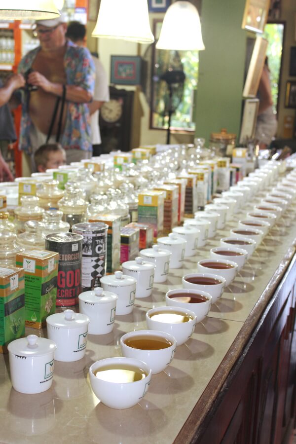 Virgin White Tea Plantation In Galle - Berry Sweet Life