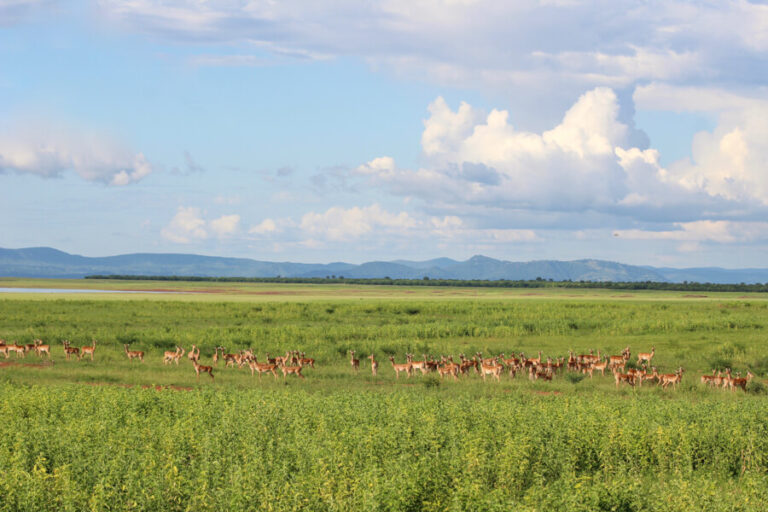 4 Nights at Spurwing Island Kariba II - Berry Sweet Life
