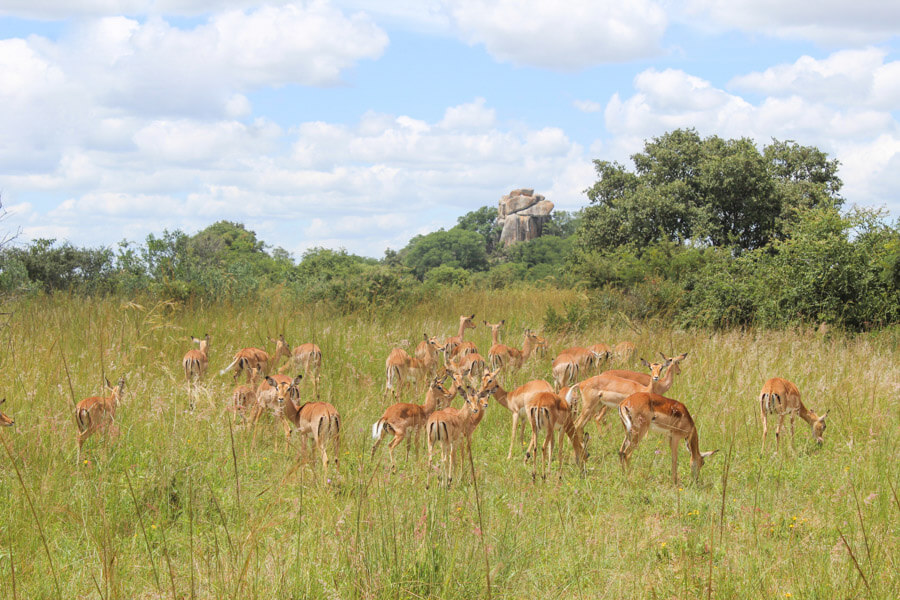 Imire Rhino & Wildlife Conservation - Berry Sweet Life